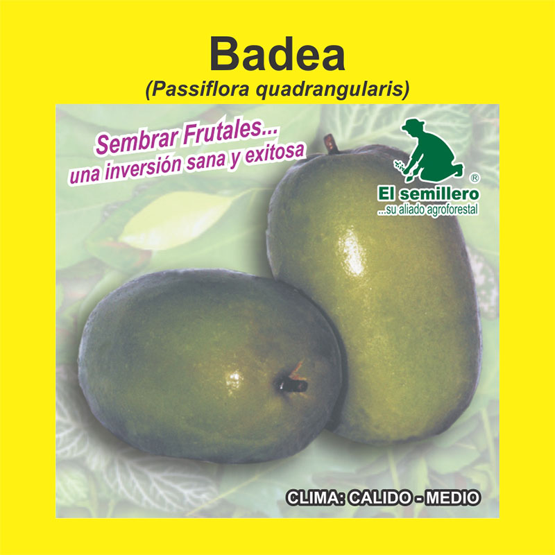 Badea | Venta de semilla | Semillas frutales El Semillero SAS